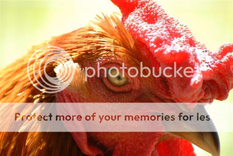 Blind Chicken? | BackYard Chickens - Learn How to Raise Chickens