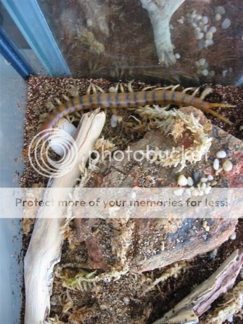 enclosure for giant centipede? | Aussie Pythons & Snakes Forum