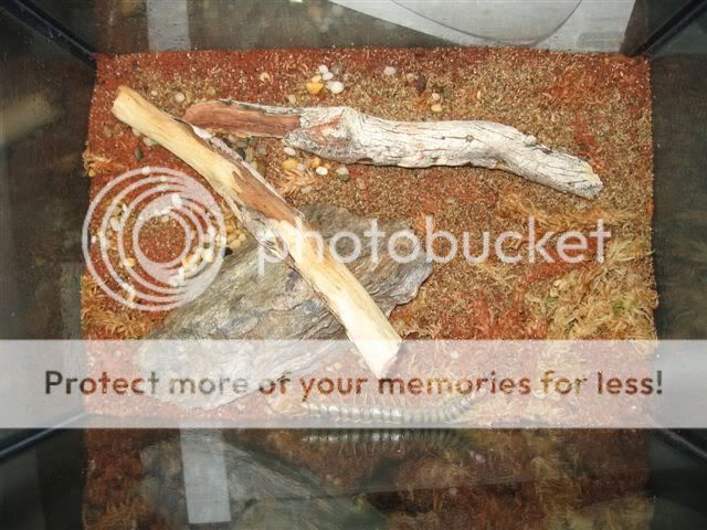 enclosure for giant centipede? | Aussie Pythons & Snakes Forum