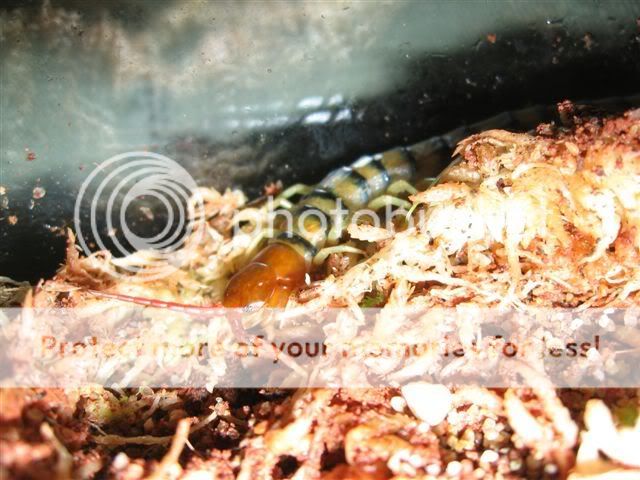 enclosure for giant centipede? | Aussie Pythons & Snakes Forum