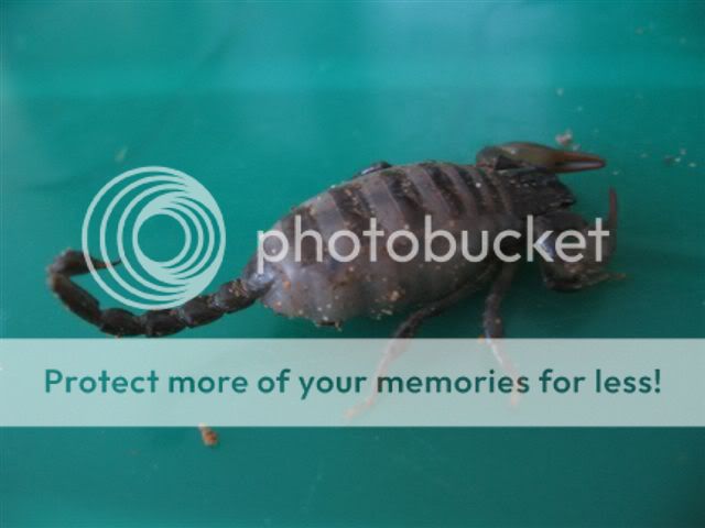 Little Scorpion (U. yaschenkoi?) | Aussie Pythons & Snakes Forum