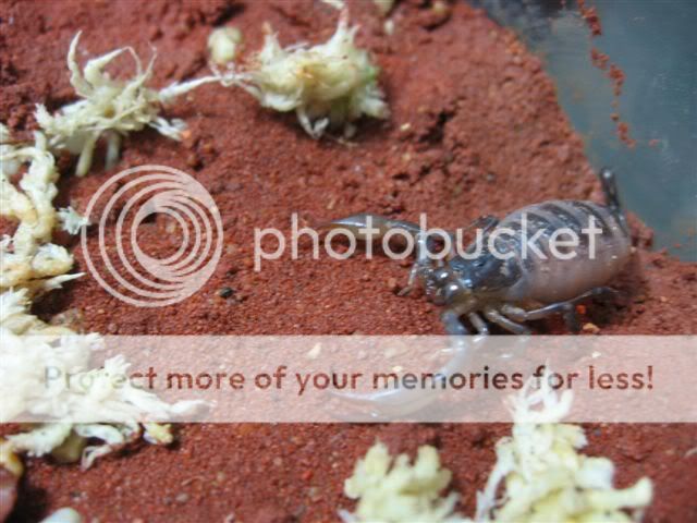 Little Scorpion (U. yaschenkoi?) | Aussie Pythons & Snakes Forum