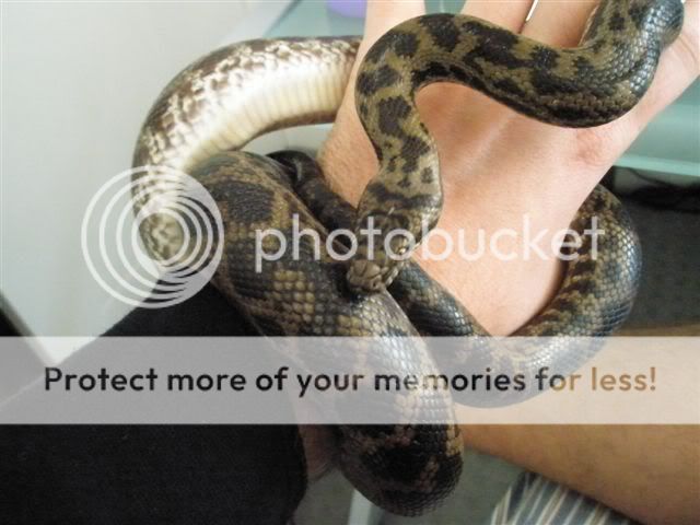 Male Spotted Python + Hook + Hide + Bowl | Aussie Pythons & Snakes Forum