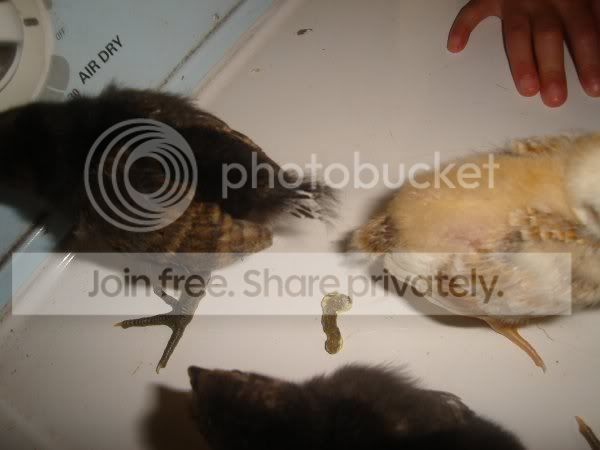 early tail feathers = roo?? 10 day old PICS | BackYard Chickens - Learn ...