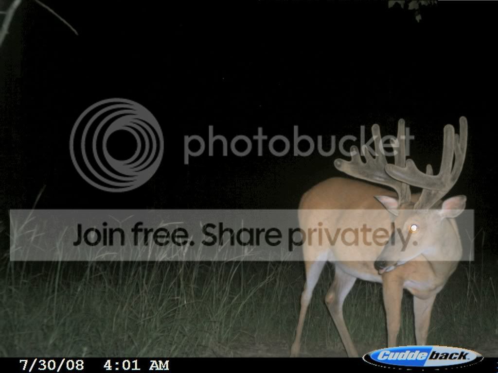 MS big buck | Archery Talk Forum