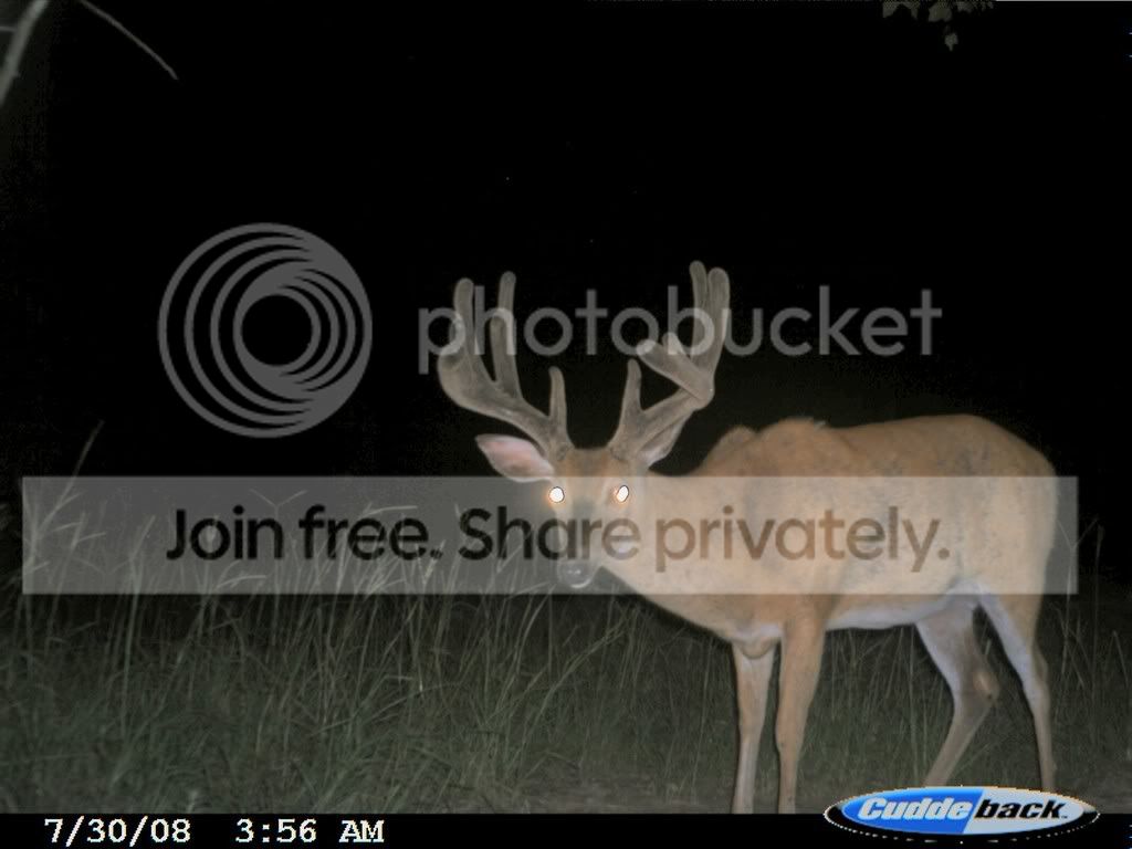MS big buck | Archery Talk Forum