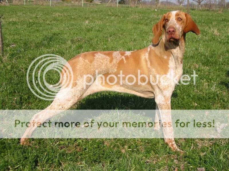 Rare breeds | Dog Forum