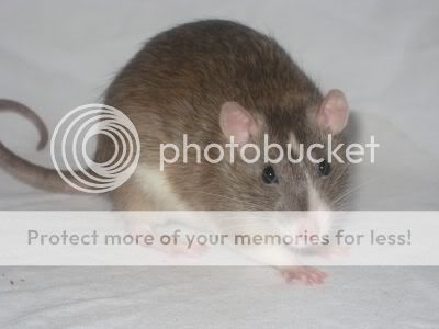 blazed rats | Page 2 | Reptile Forums