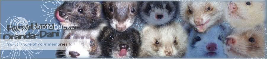 Frettenziektes | Oranda-dani-ferrettery