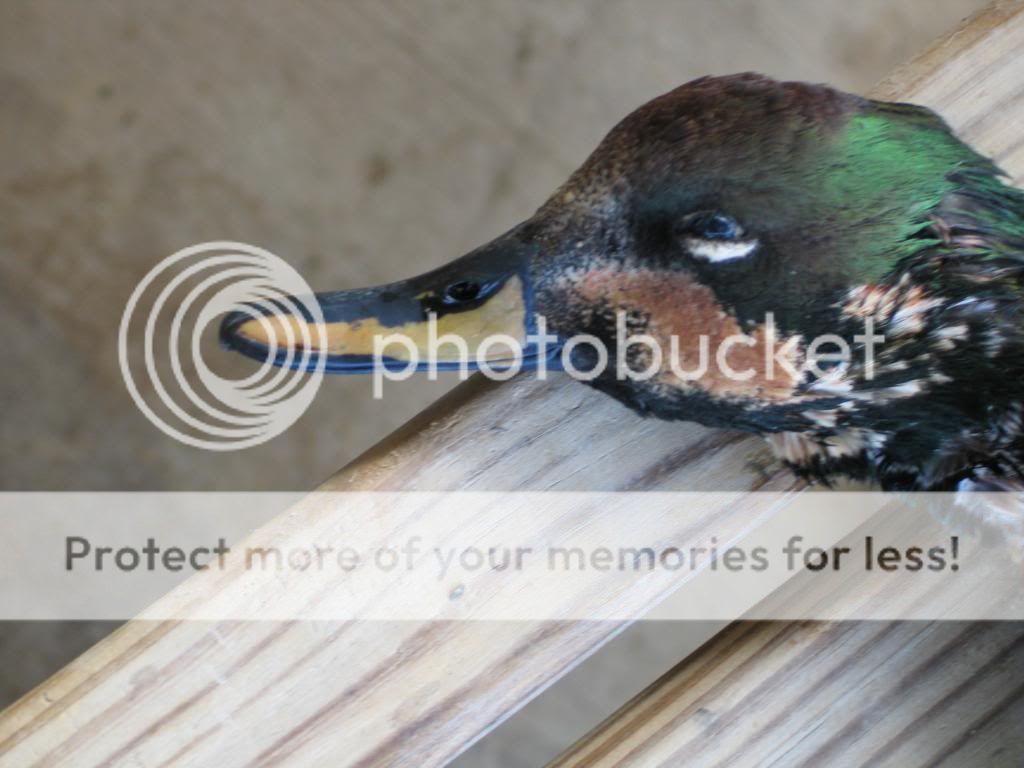 Bemaculated Duck / Brewers duck - DuckSouth.com