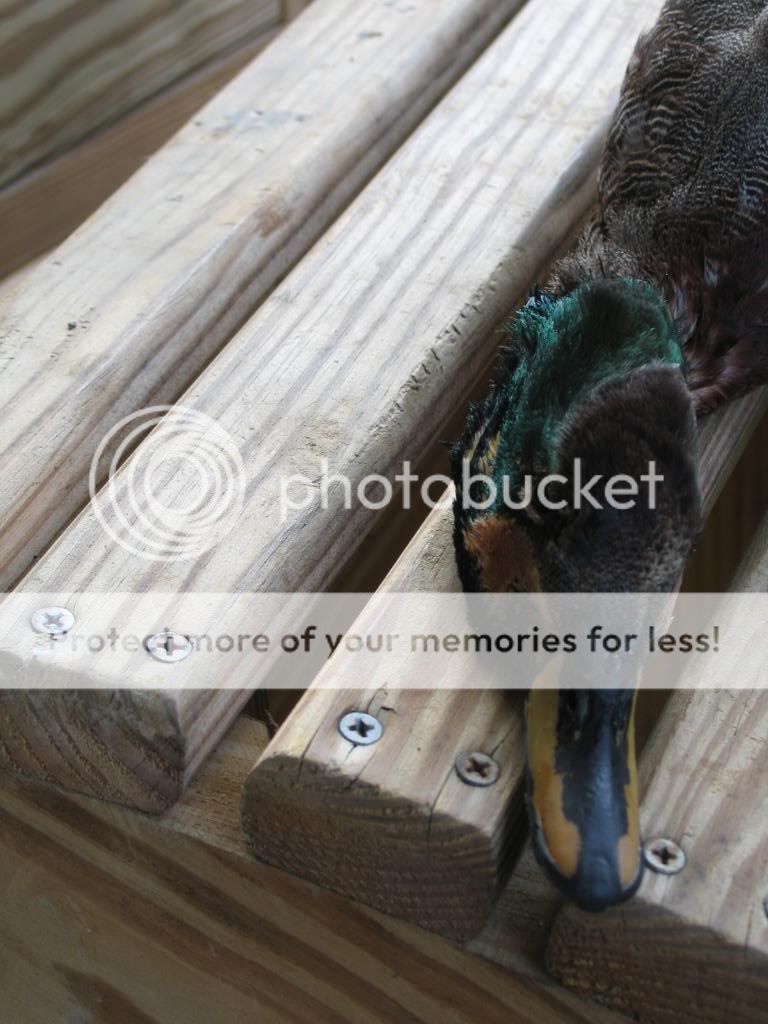 Bemaculated Duck / Brewers duck - DuckSouth.com