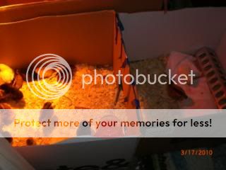 Cardboard box brooders? | Page 4 | BackYard Chickens - Learn How to ...