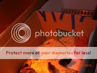 Cardboard box brooders? | Page 4 | BackYard Chickens - Learn How to ...