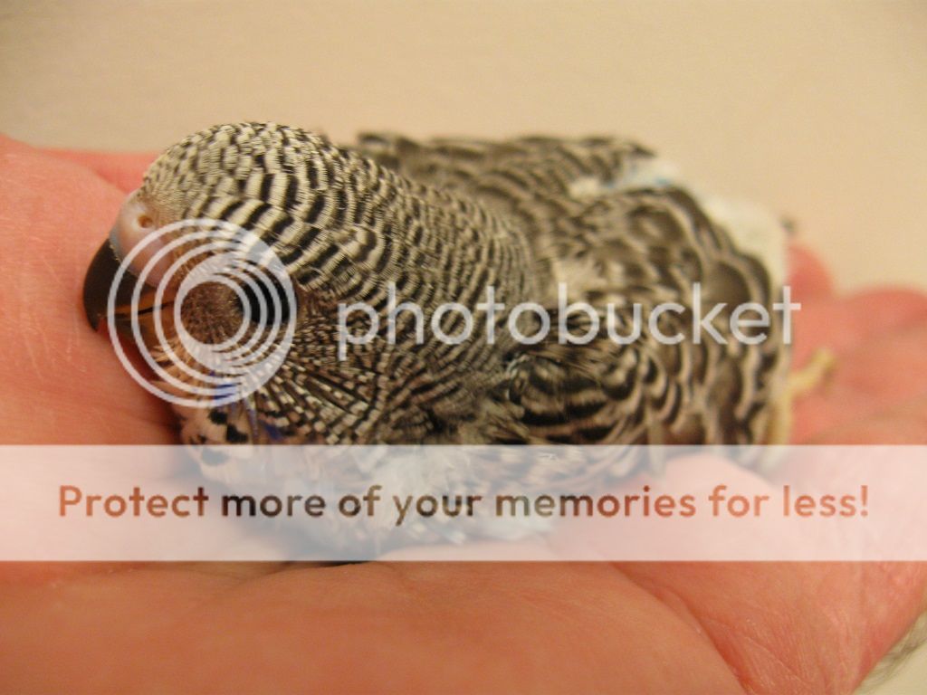 Baby Budgie Overload | Avian Avenue Parrot Forum